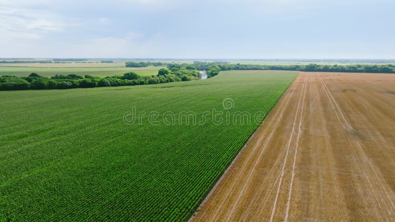 Aerial View of the Wide Farm Trees and Corn Field Stock Video - Video ...