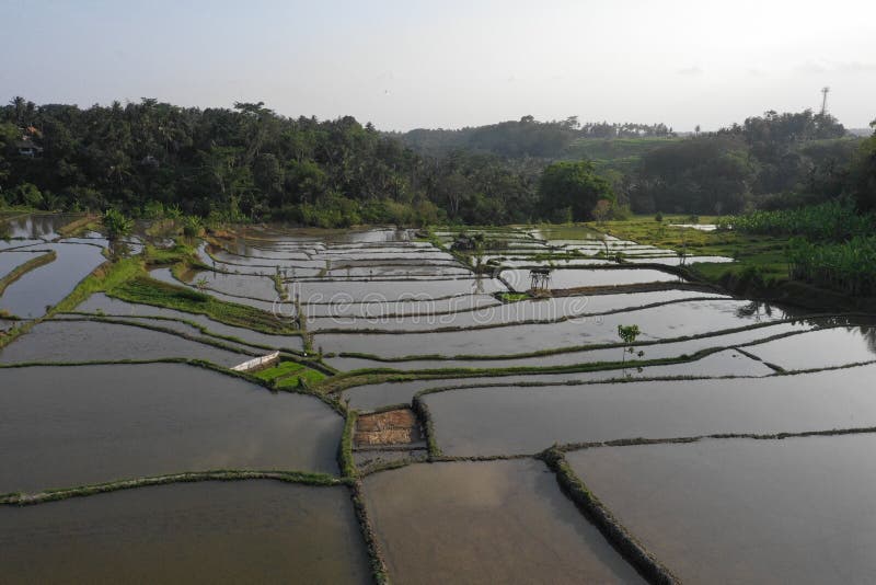 Aerial View of a Wide Rice Field Plantation Stock Image - Image of farm ...