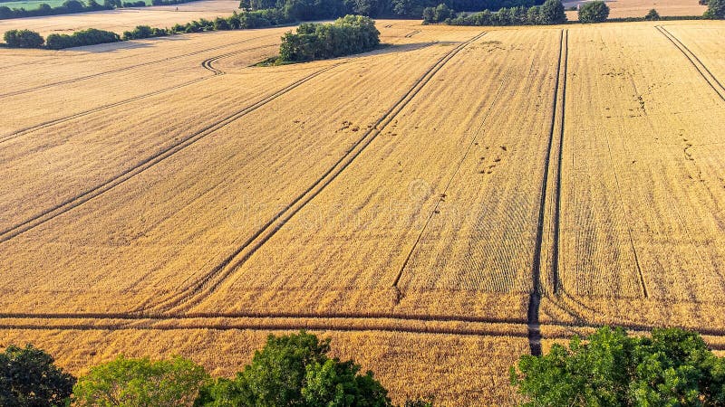 Aerial View of Wide Rice Field on a Sunny Day Stock Image - Image of ...