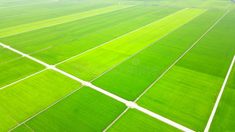 Aerial View of a Wide Rice Plantation Field Stock Video - Video of ...