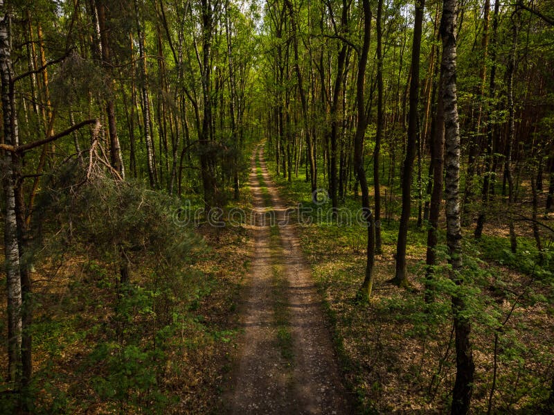 Wild Path in Autumnal Woodland or Park Stock Image - Image of mystery ...