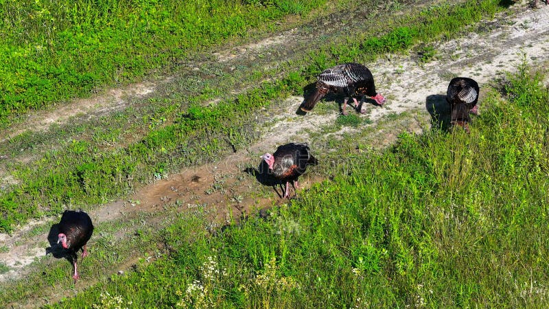 Aerial View of Wild Turkeys Eating on a Field Stock Photo - Image of ...