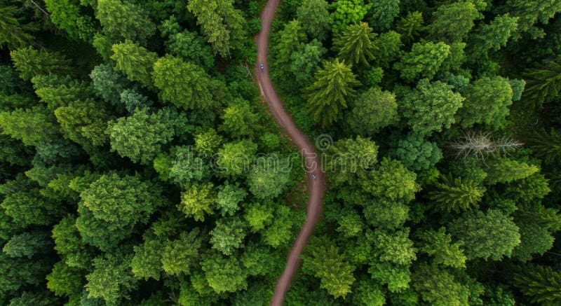 Aerial View of Winding Path through Lush Green Forest Stock ...