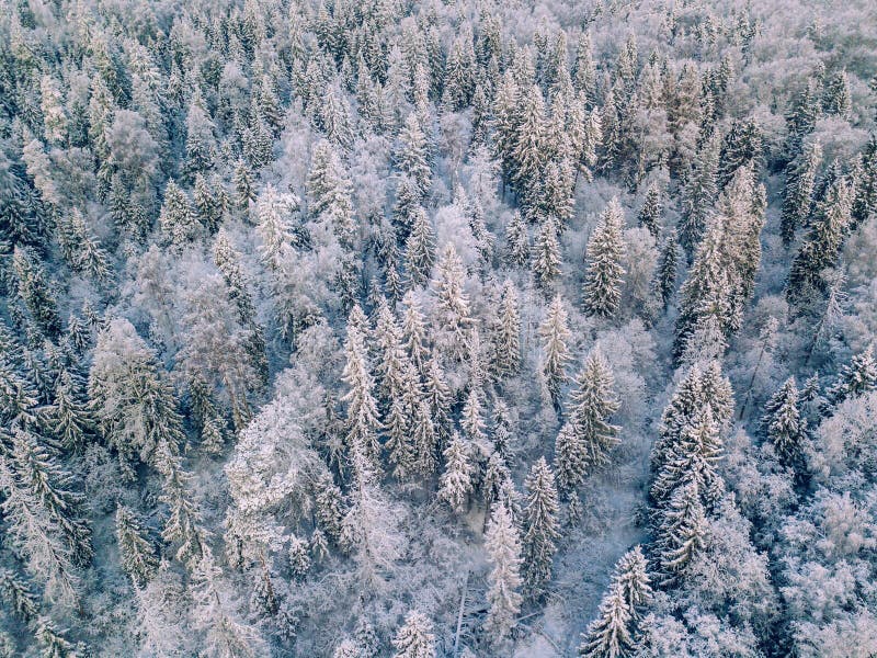 Aerial View of Winter Forest Covered with Snow, View from Above Stock ...