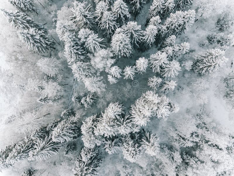 Aerial View of Winter Forest Covered with Snow, View from Above Stock ...