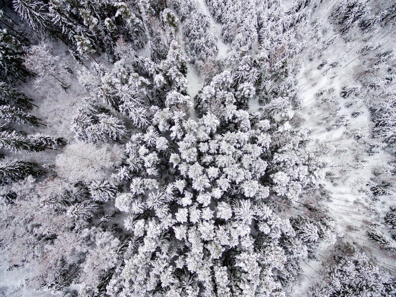 Aerial View of Winter Forest from Drone Stock Image - Image of north ...