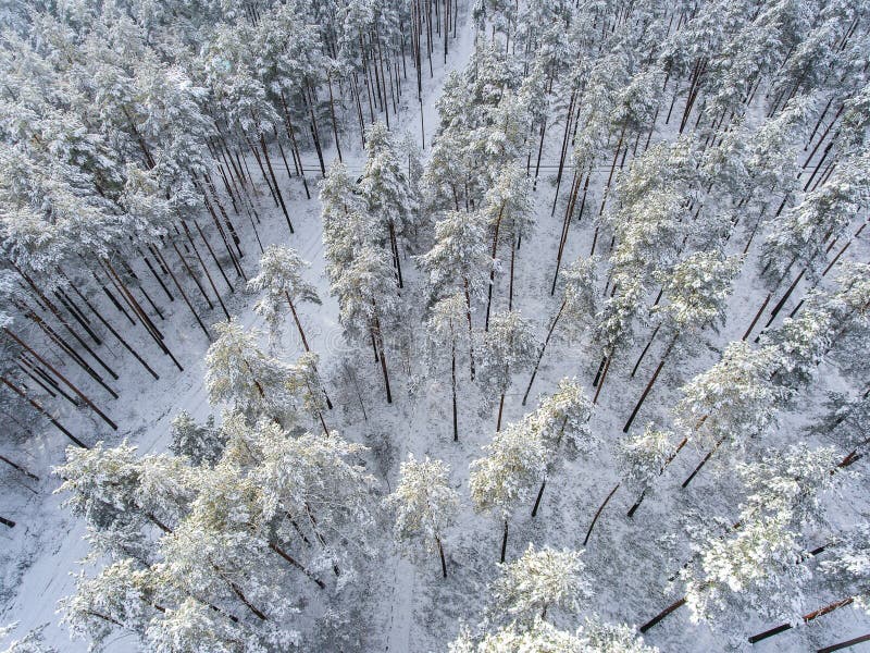 Aerial View of a Winter Forest in the Snow. Stock Photo - Image of ...