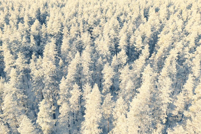 Aerial View of a Winter Snow Covered Pine Forest. Winter Forest Texture ...