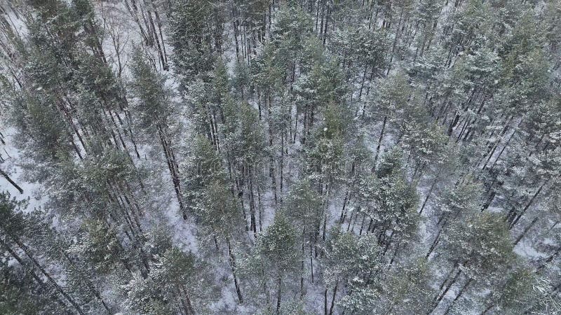 A Aerial View of a Snowy Forest on an Overcast Day Stock Image - Image ...