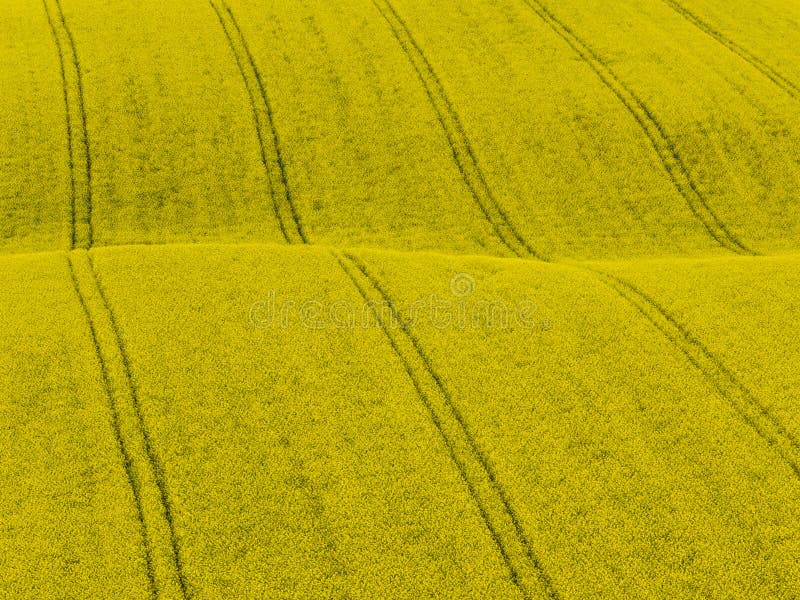 Aerial View of Yellow Flower Field Patterns Stock Photo - Image of vast ...
