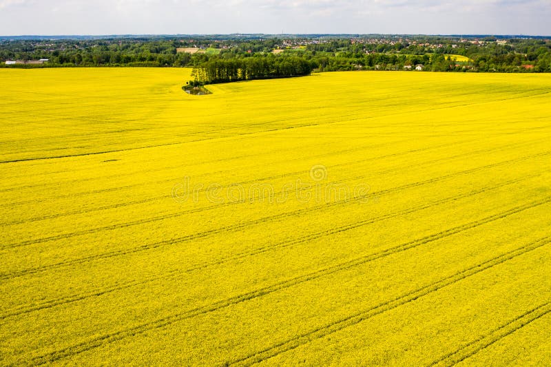 Aerial View of Yellow Harvest Fields in Czech Stock Photo - Image of ...