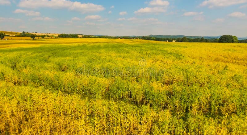 Aerial View of Yellow Meadow Stock Photo - Image of rice, growth: 87999126