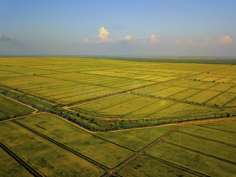 Aerial View of Yellow Paddy Field Waiting for Harvest Stock Photo ...