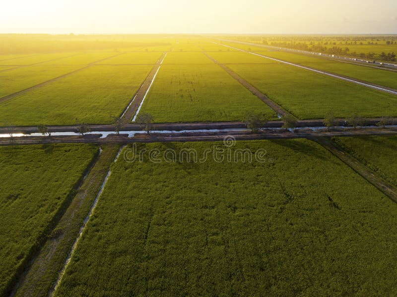 Aerial View of Yellow Paddy Field Waiting for Harvest Stock Image ...