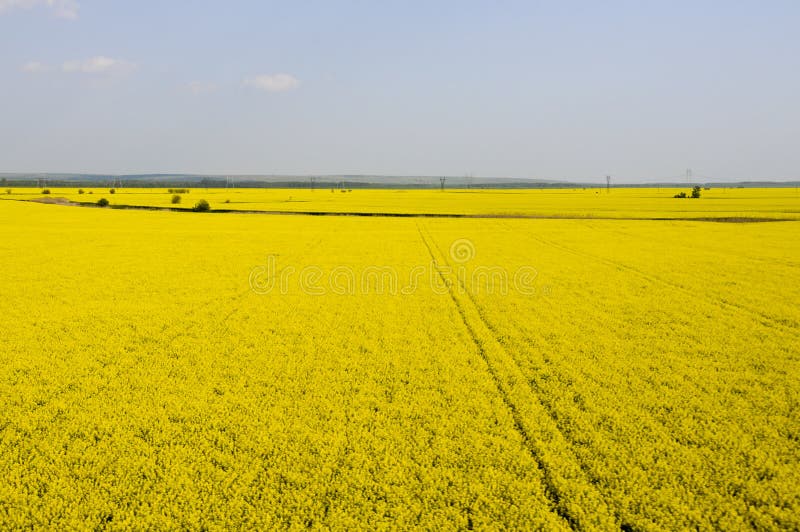 Aerial View of Yellow Rapeseed Stock Photo - Image of aerial, brassica ...
