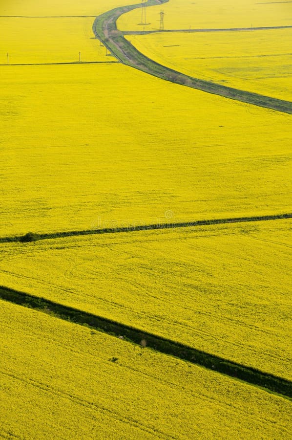 Yellow Rapeseed Flower Field Stock Photo - Image of scenic, recreation ...