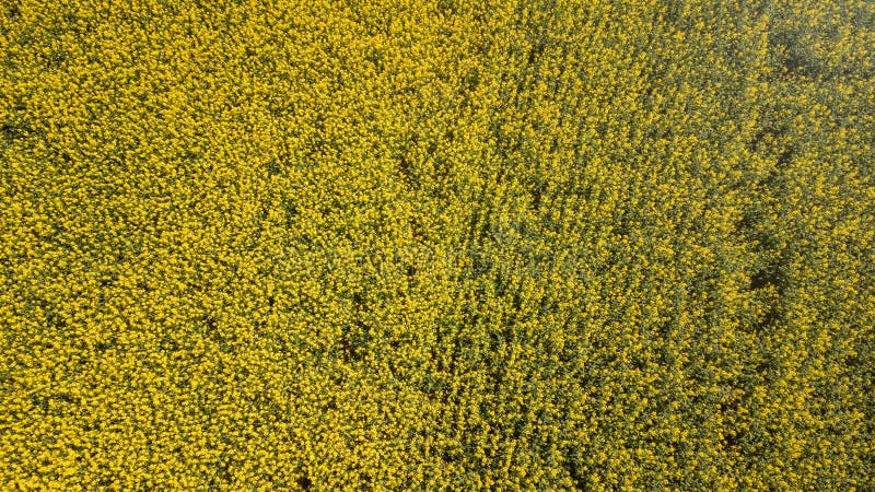 Aerial View of Yellow Rapeseed Field. Aerial View Agricultural Stock ...