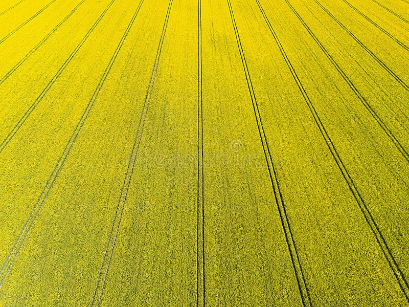 Aerial View of a Yellow Rapeseed Field with Shapes and Patterns Stock ...