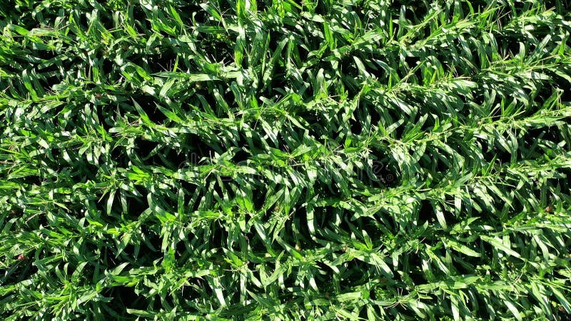 Aerial View of Young Corn Plants from a Short Distance Stock Video ...