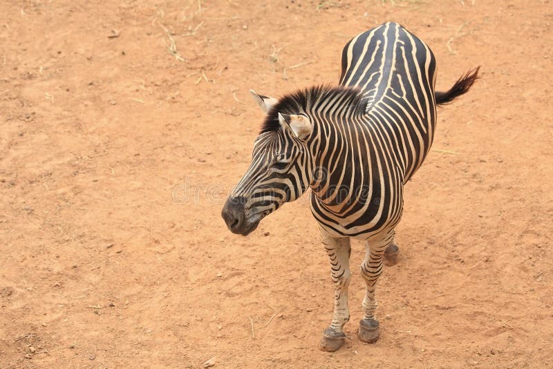 Aerial view of zebra stock image. Image of hairy, animal - 43242465