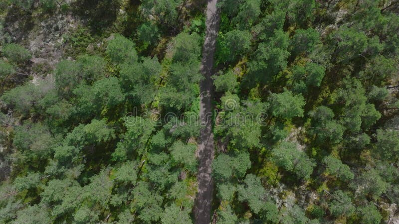 Aerial Views Reveal a Winding Path through a Forest, with Sunlight ...