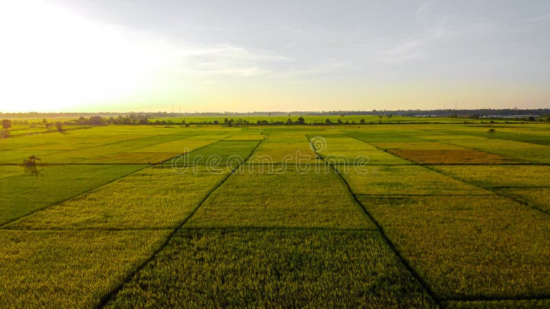 Aerial Views of the Rice Fields in the Afternoon Stock Image - Image of ...