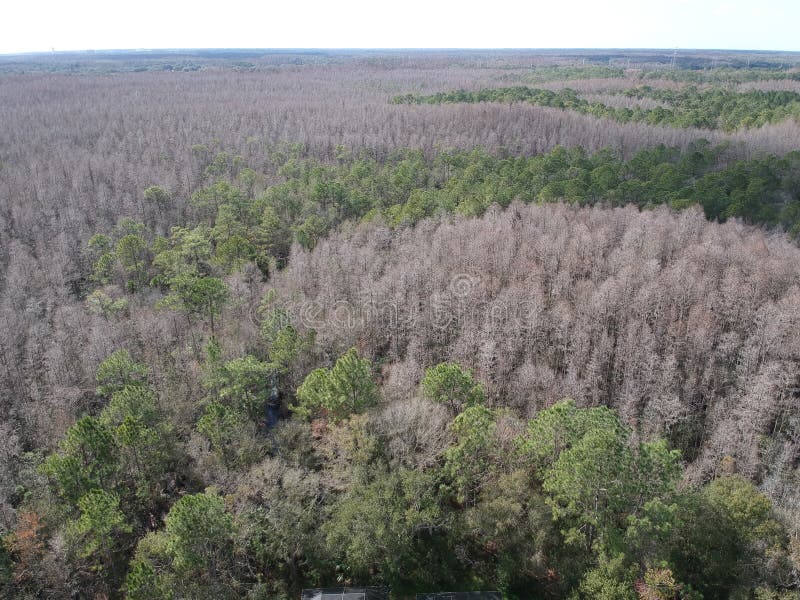 Aerial Winter Tree in Florida Stock Image - Image of florida, dynamic ...