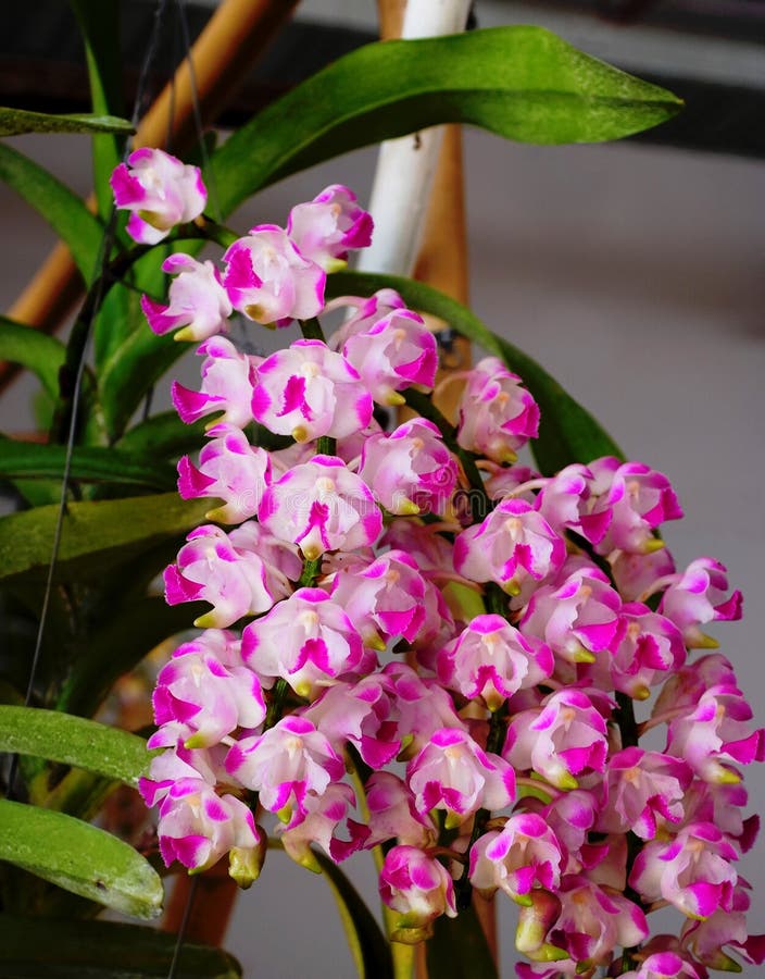 Aerides stock image. Image of color, hybrids, tropical - 61945933