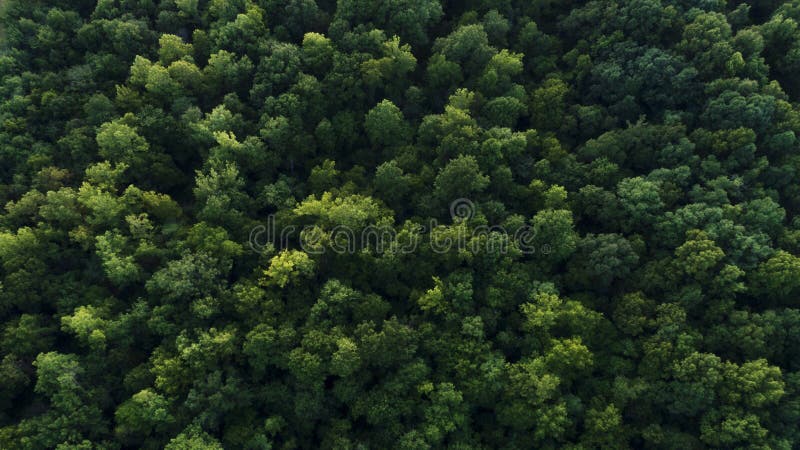 Aeriel view of forest stock image. Image of trail, outdoors - 149614873