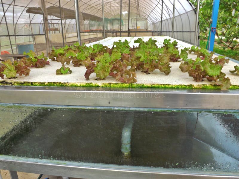 Aeroponics Rice Plantation Technic Stock Image - Image of health ...