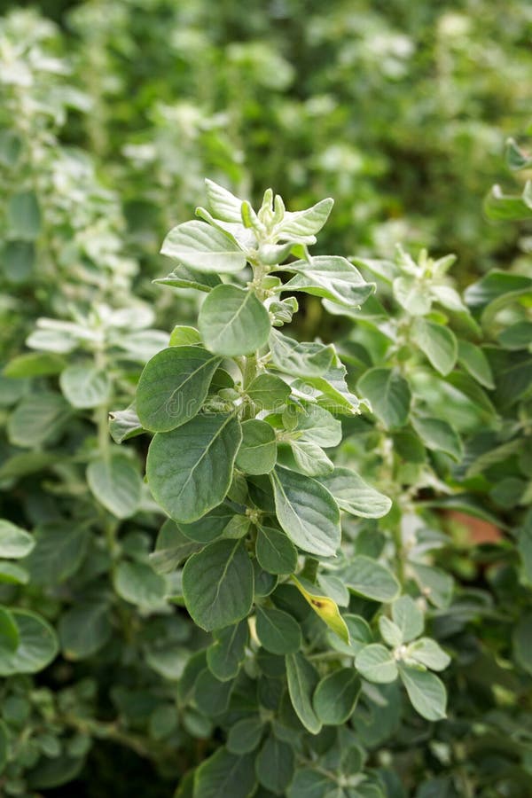Aerva lanata plant stock image. Image of fresh, leaf - 99335345