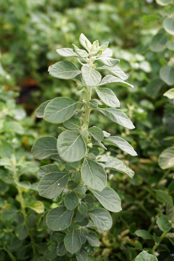 Aerva lanata plant stock image. Image of fresh, leaf - 99335345