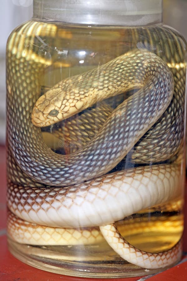 140 Bottle Alcohol Snake Photos - Free & Royalty-Free Stock Photos from ...