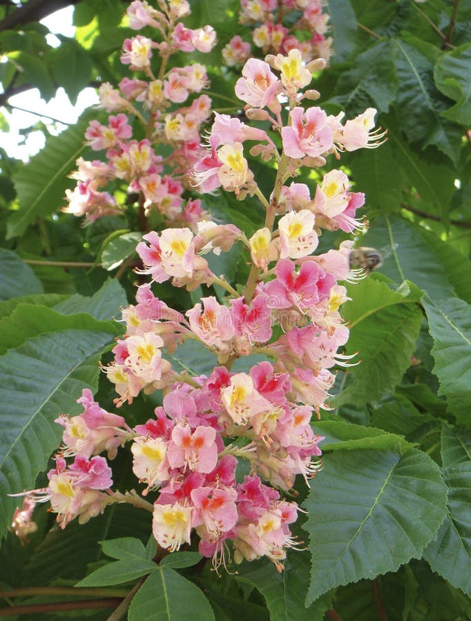 Aesculus X Carnea Tree in Bloom Stock Image - Image of horsechestnut ...