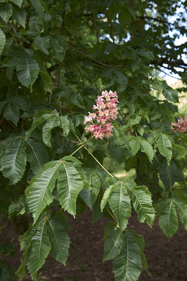 Aesculus X Carnea Tree in Bloom Stock Photo - Image of pink, park ...