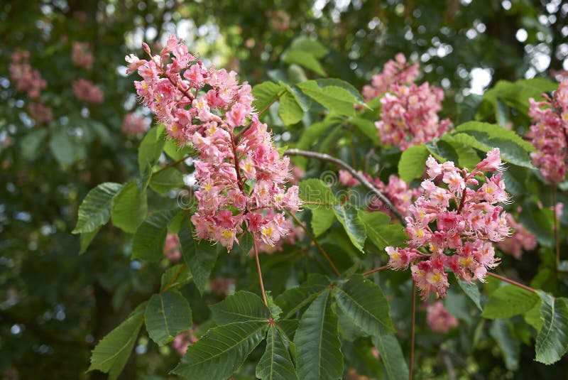 Aesculus X Carnea Tree in Bloom Stock Photo - Image of botany, plant ...