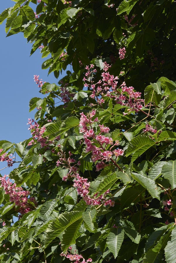 Aesculus Ñ… Carnea Tree with Pink Flowers Blooms in Spring. Stock Image ...