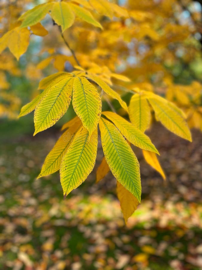 Aesculus Flava, Yellow Buckeye, Common Buckeye or Sweet Buckeye is a ...