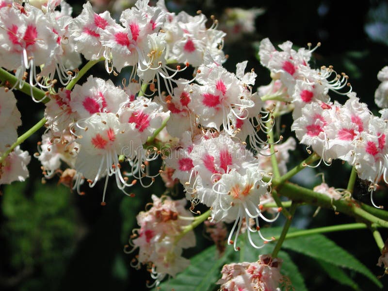 Aesculus Hippocastanum Flower Close Up Stock Photo - Image of garden ...