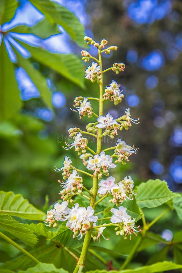 Horse chestnut tree stock image. Image of blossom, botanical - 146537551