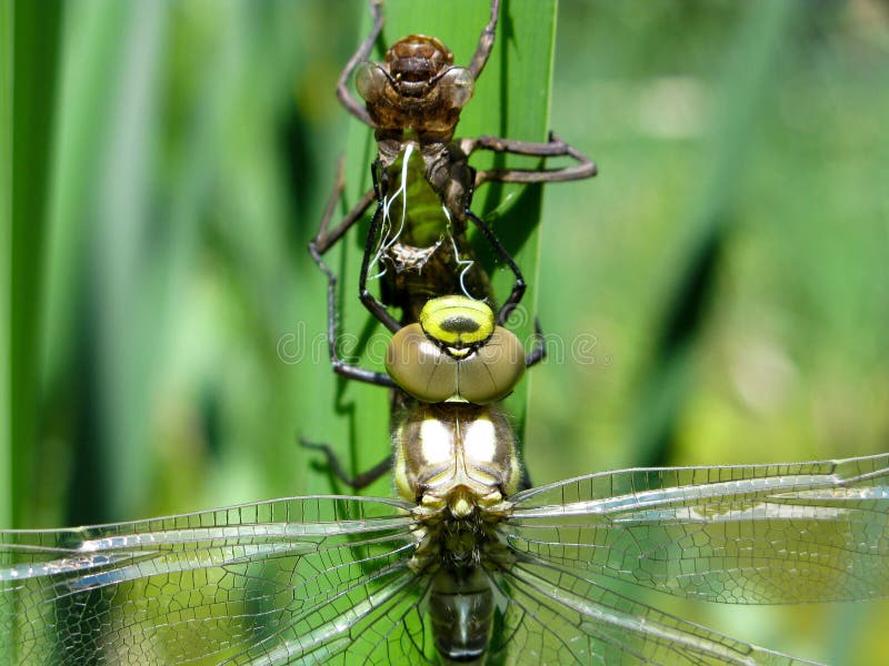 Aeshna cyanea stock photo. Image of hawker, fauna, darner - 19529776