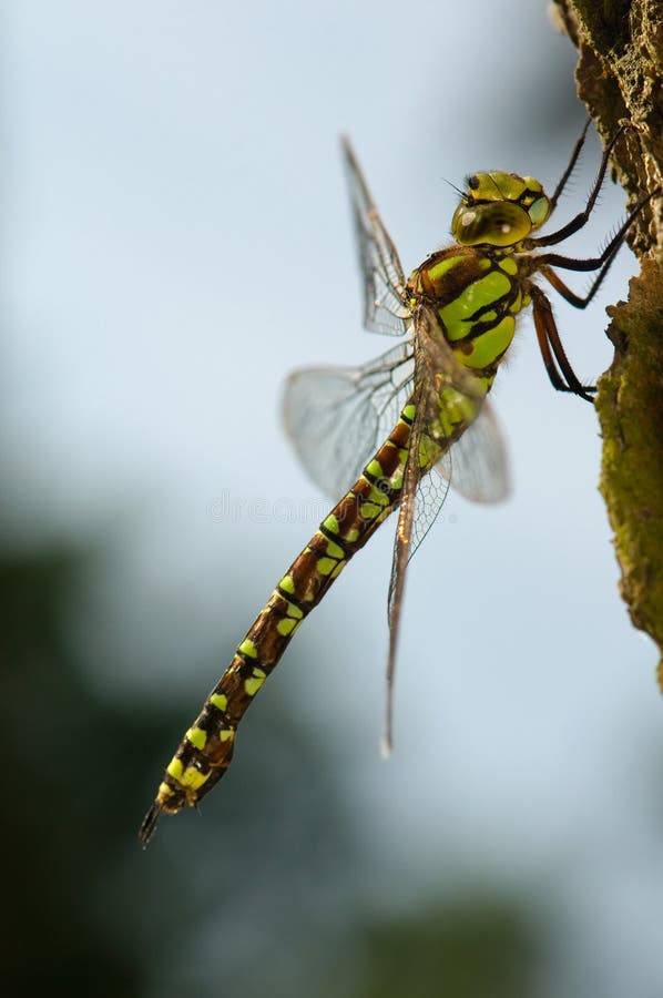 Aeshna cyanea stock image. Image of hawker, insects, beauty - 26753627