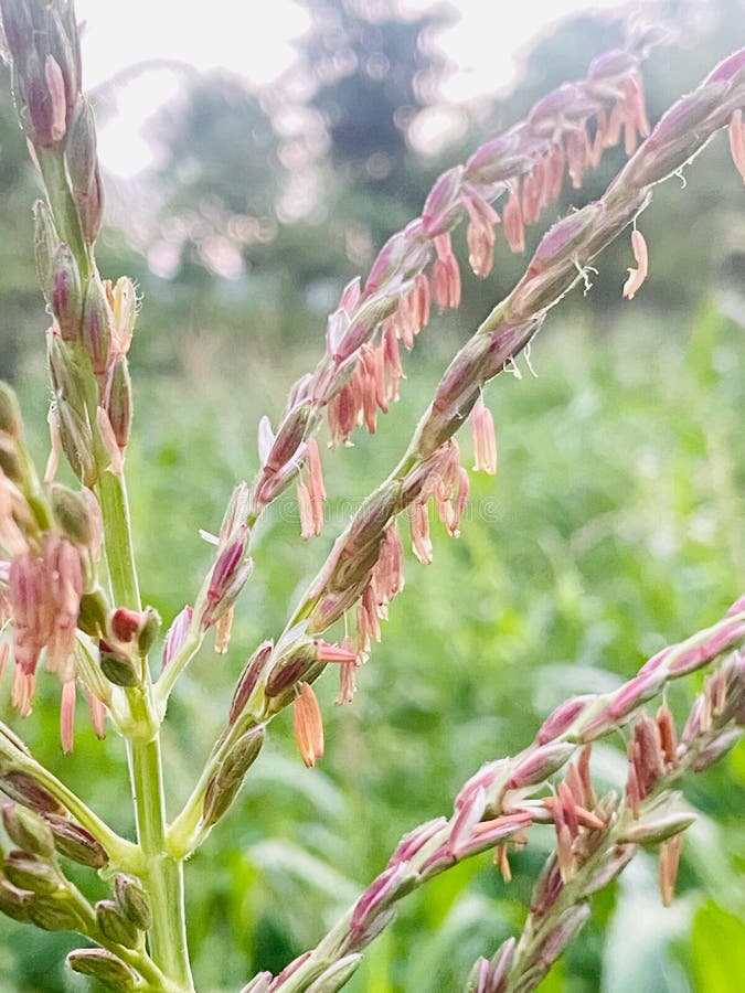Aesthetic Corn Tree Flowers Stock Photos - Free & Royalty-Free Stock ...