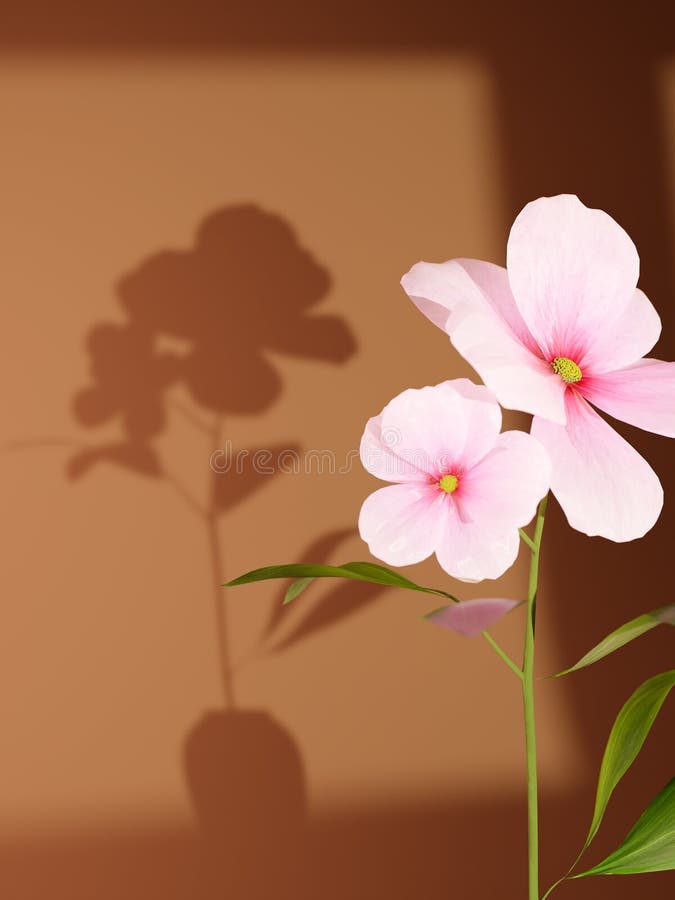Aesthetic Cosmos Flower Indoor Scene with Silhouette Shadow Stock ...