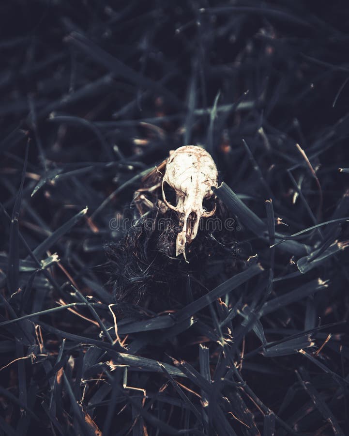 Aesthetic Decaying Skull in Grass Under the Night Sky Stock Image ...