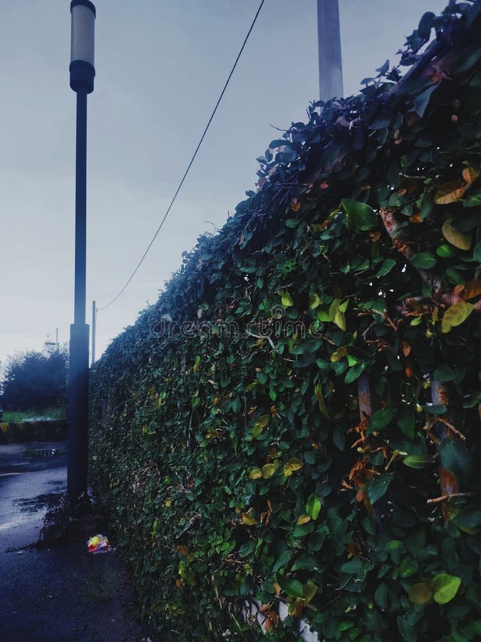 An Aesthetic Fence of Trees Against the Backdrop of a Fresh Morning ...