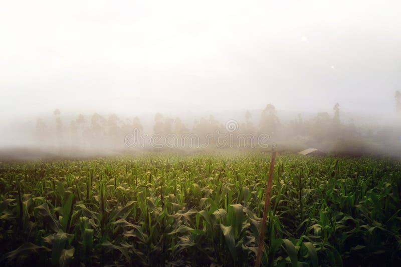 Aesthetic Fog Background of Corn Farm Stock Image - Image of background ...