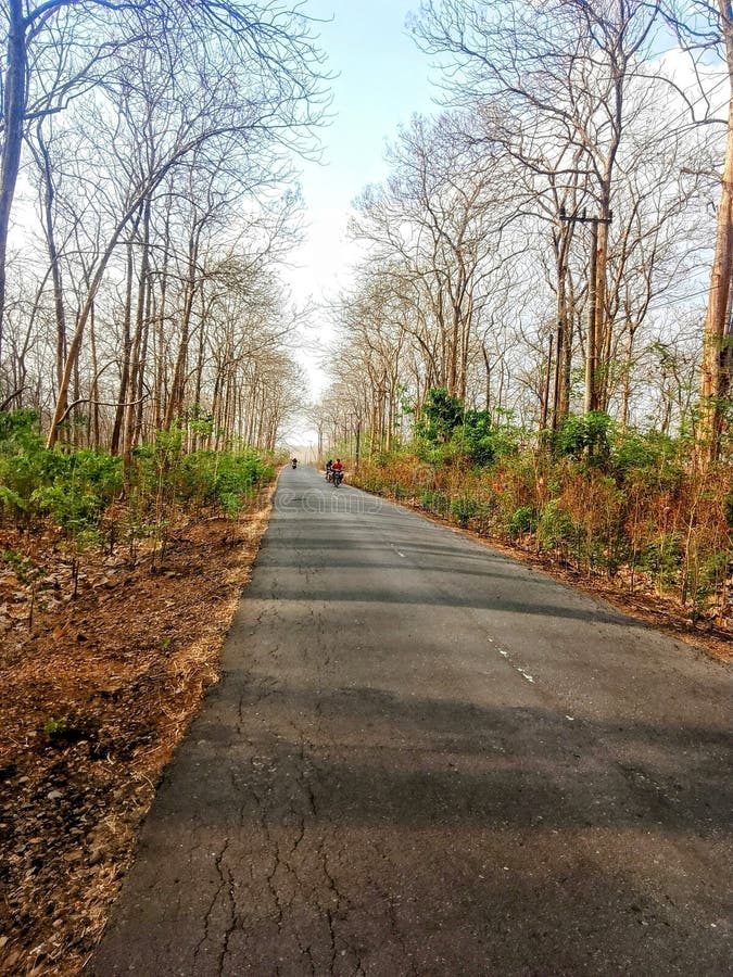 Aesthetic forest path stock image. Image of indonesian - 338388435
