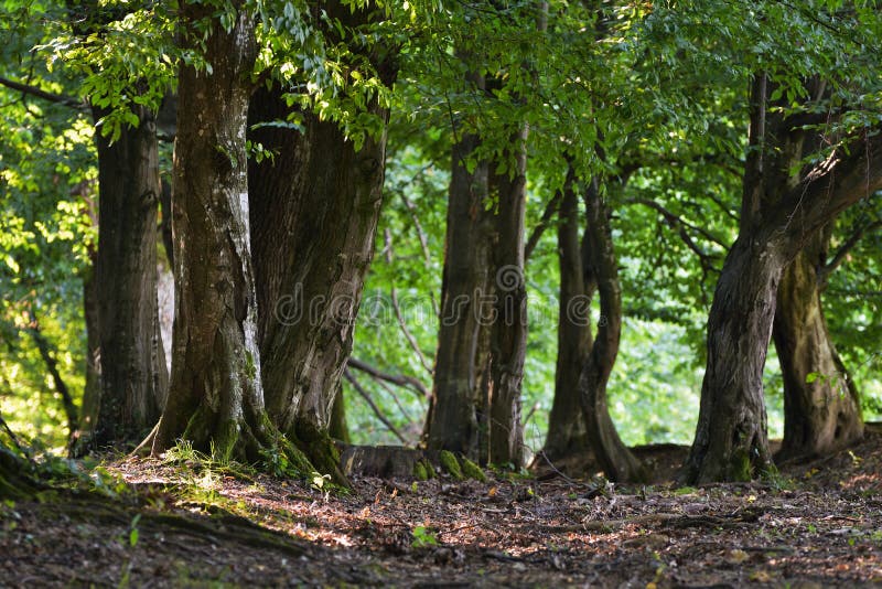 Aesthetic Forest Trees in Summer Light Stock Photo - Image of pine ...