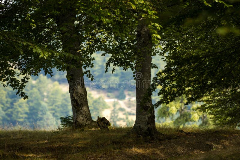 Aesthetic Forest Trees in Summer Light Stock Image - Image of green ...